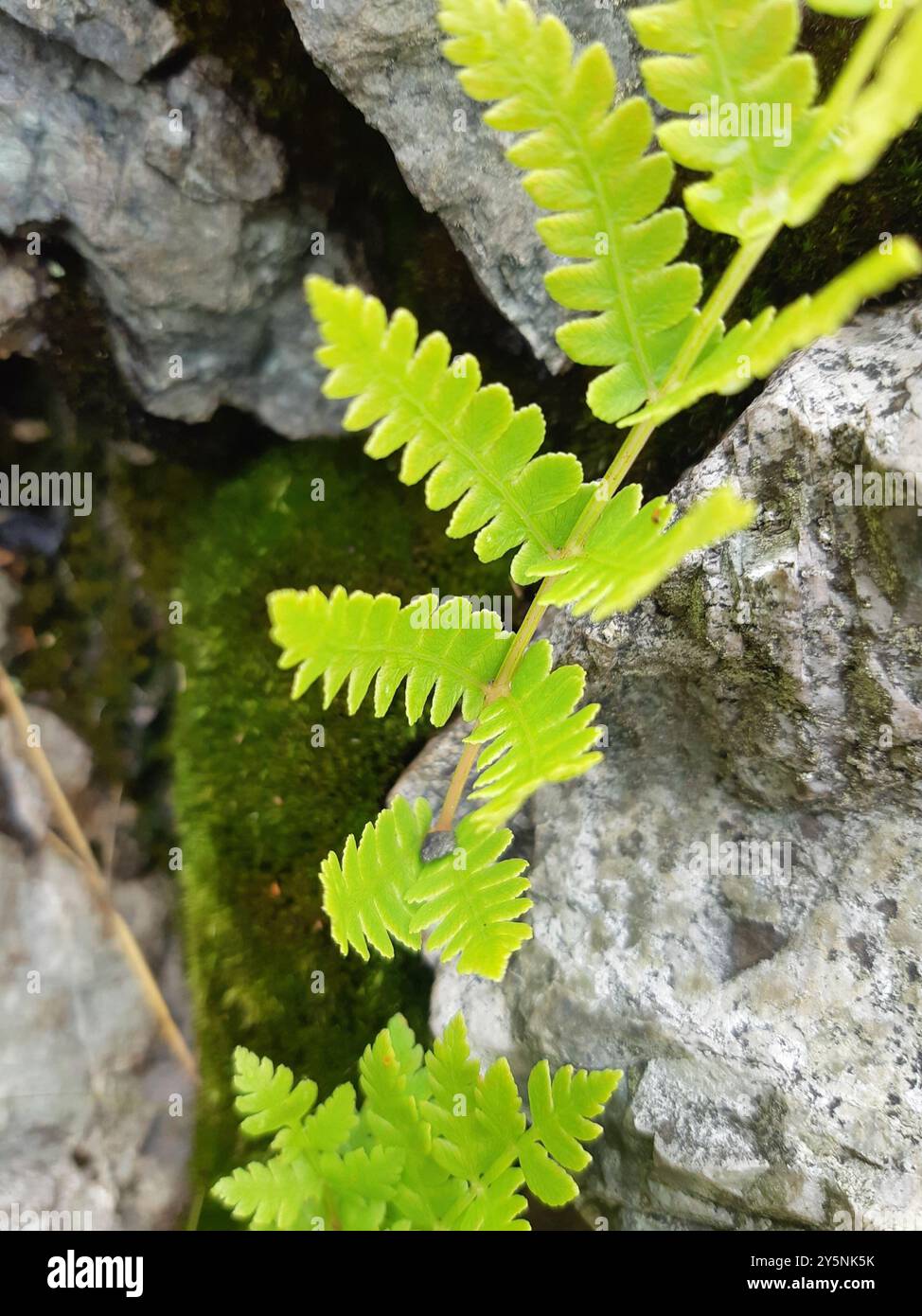 crested wood fern (Dryopteris cristata) Plantae Stock Photo - Alamy