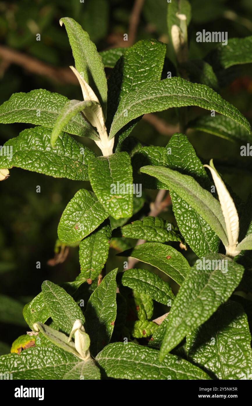 Orange-ball tree (Buddleja globosa) Plantae Stock Photo - Alamy