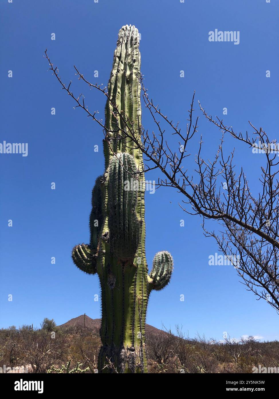 Mexican Giant Cactus (Pachycereus pringlei) Plantae Stock Photo - Alamy