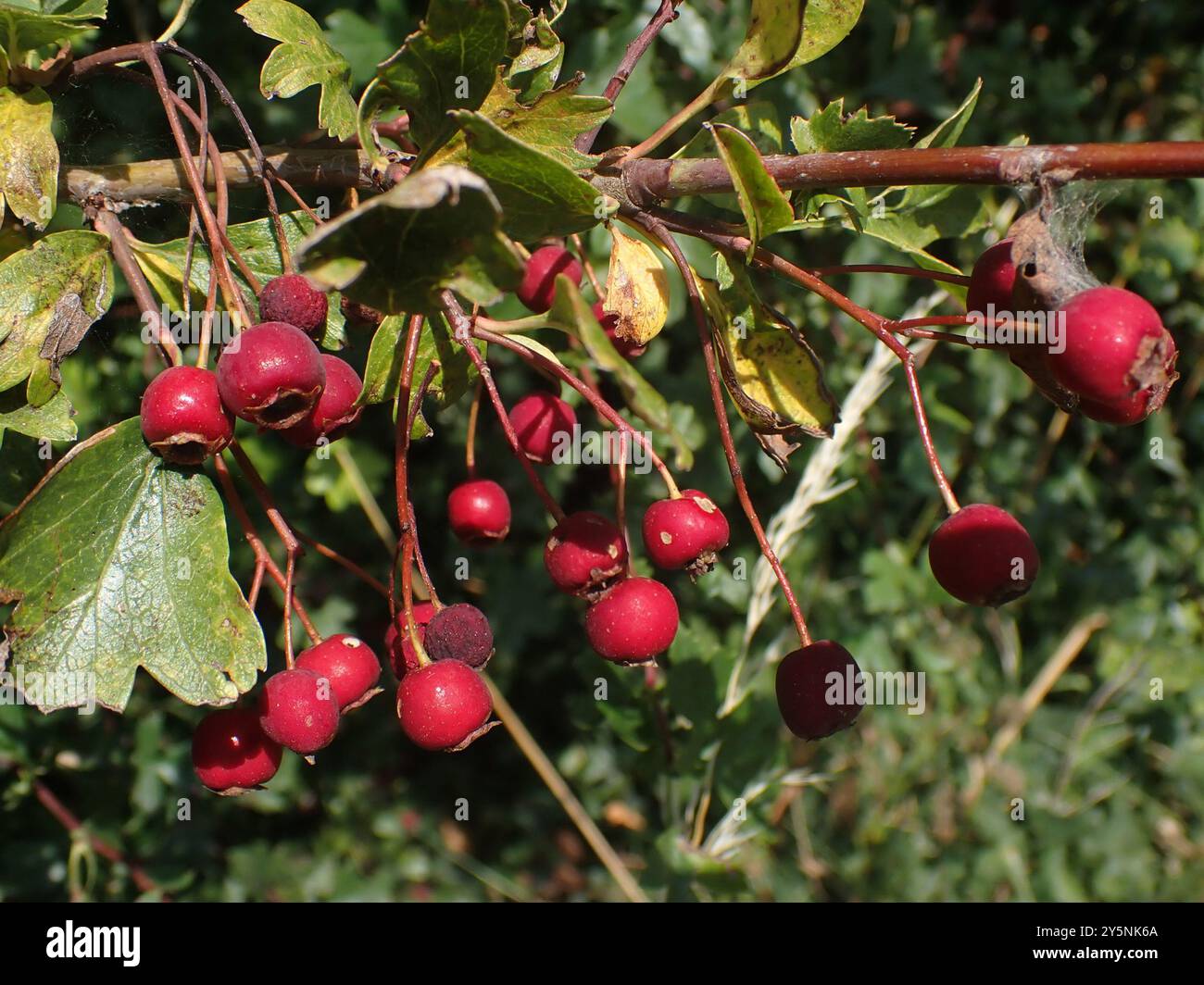 common hawthorn (Crataegus monogyna) Plantae Stock Photo - Alamy