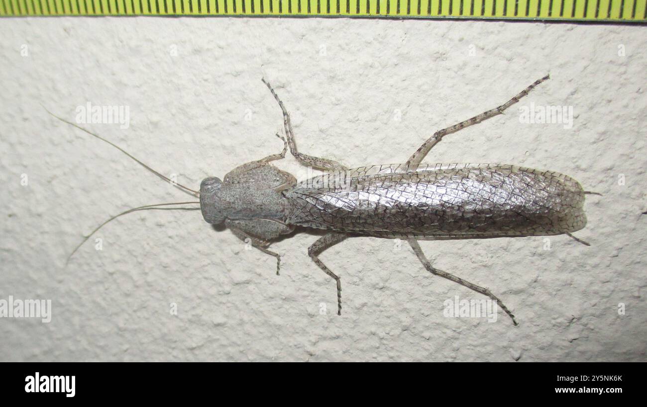 Bark Mantises (Tarachodes) Insecta Stock Photo - Alamy