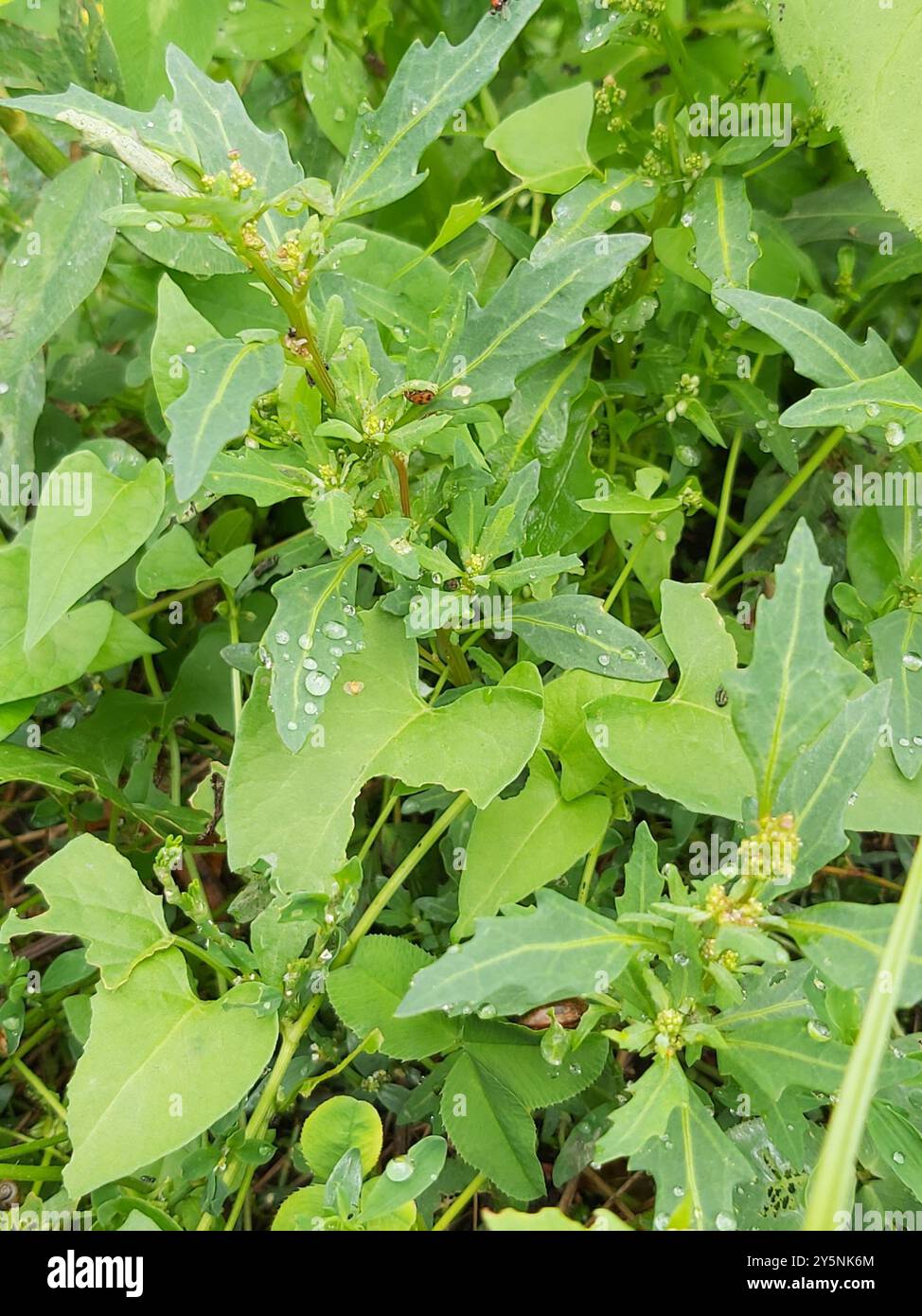 oak-leaved goosefoot (Oxybasis glauca) Plantae Stock Photo - Alamy