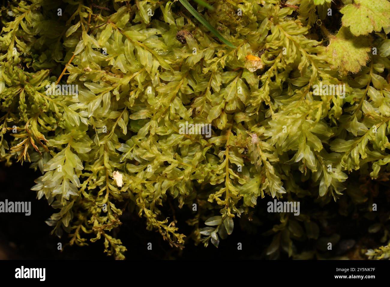 Palm-tree Moss (Plagiomnium undulatum) Plantae Stock Photo - Alamy