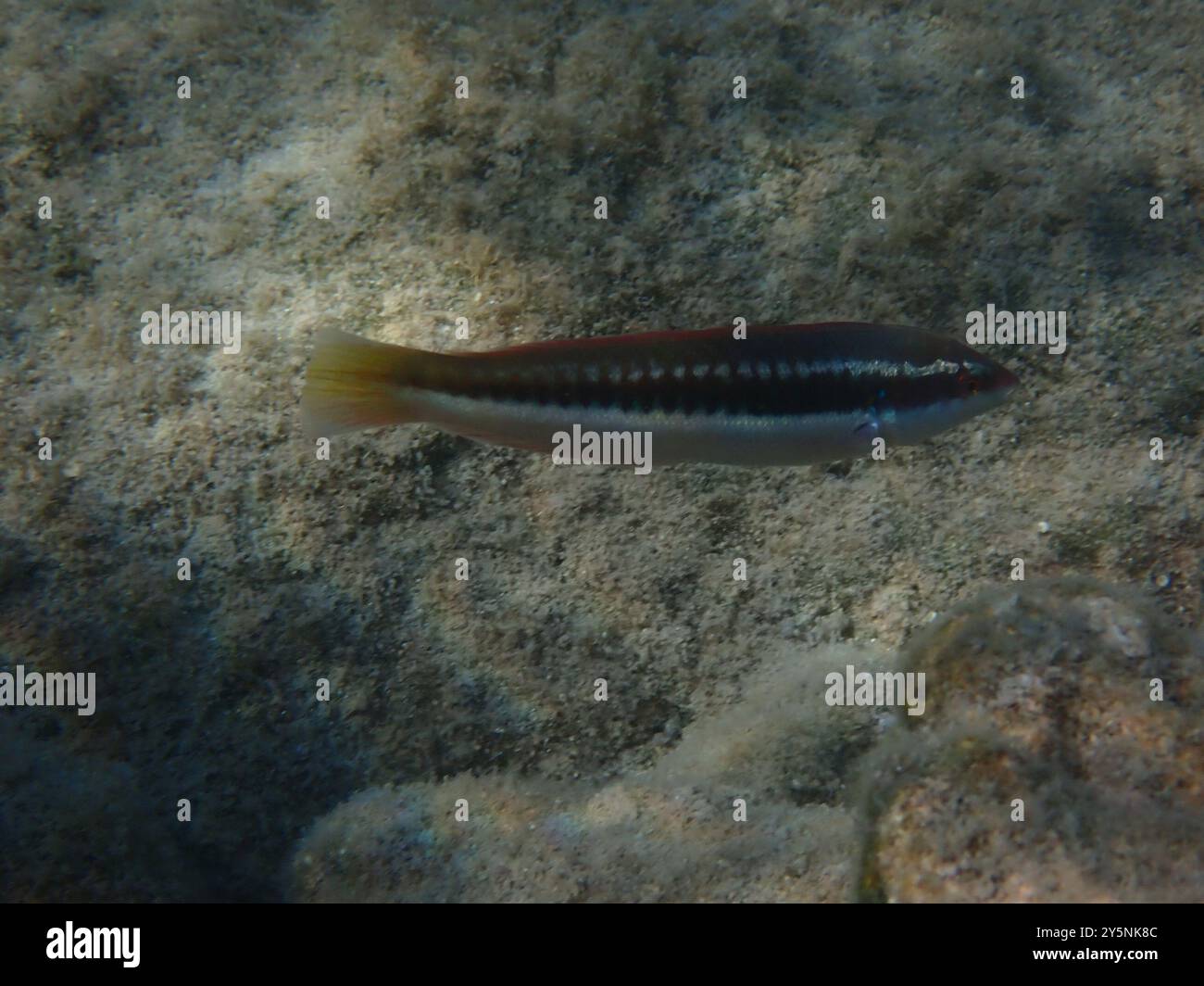 Mediterranean Rainbow Wrasse (Coris julis) Actinopterygii Stock Photo ...