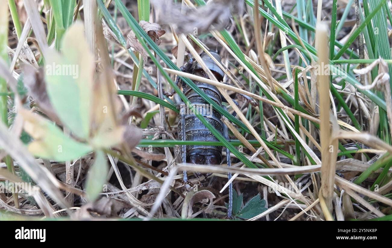 Mormon Cricket (Anabrus simplex) Insecta Stock Photo - Alamy