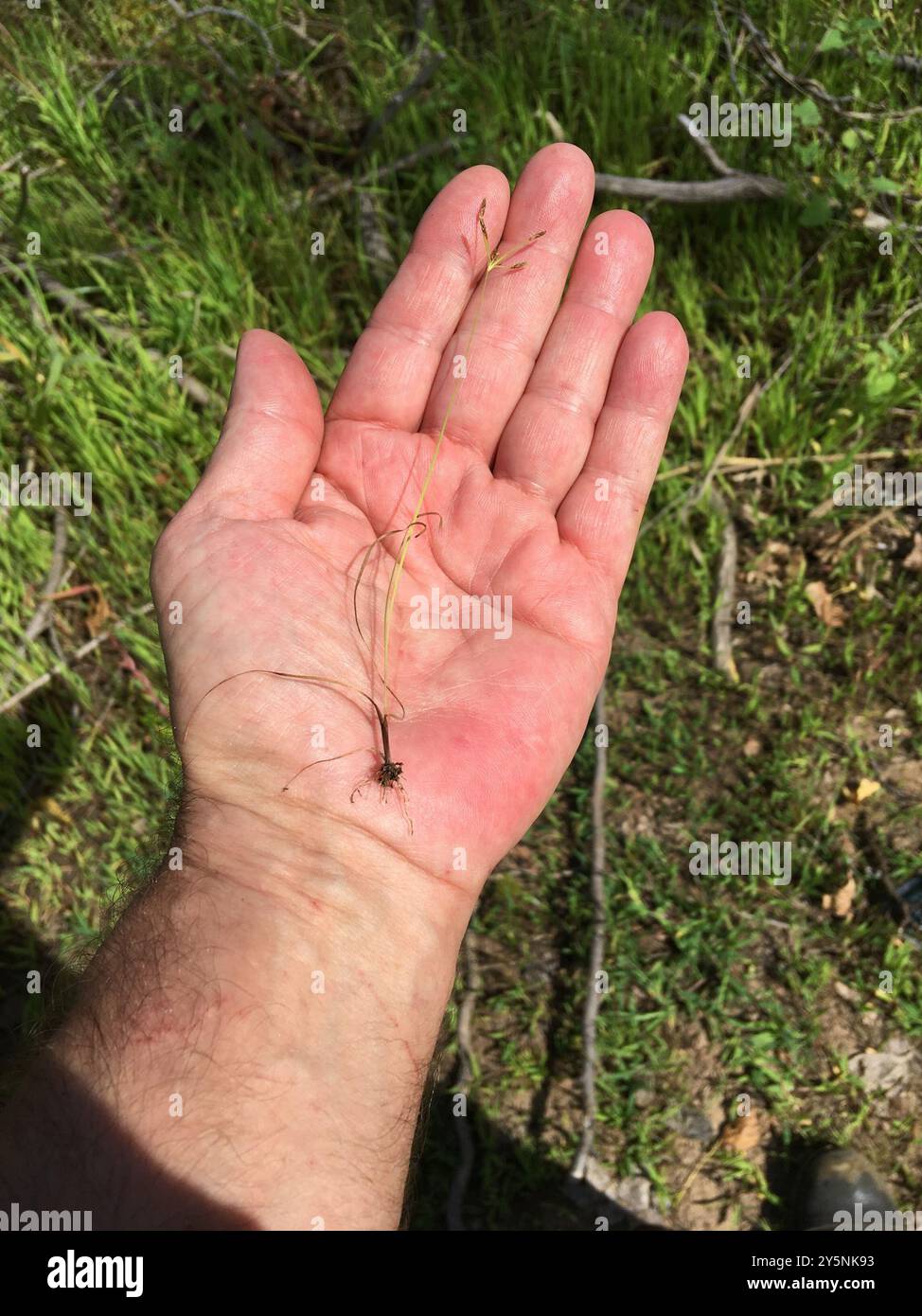 Fringe Rush (Fimbristylis) Plantae Stock Photo - Alamy