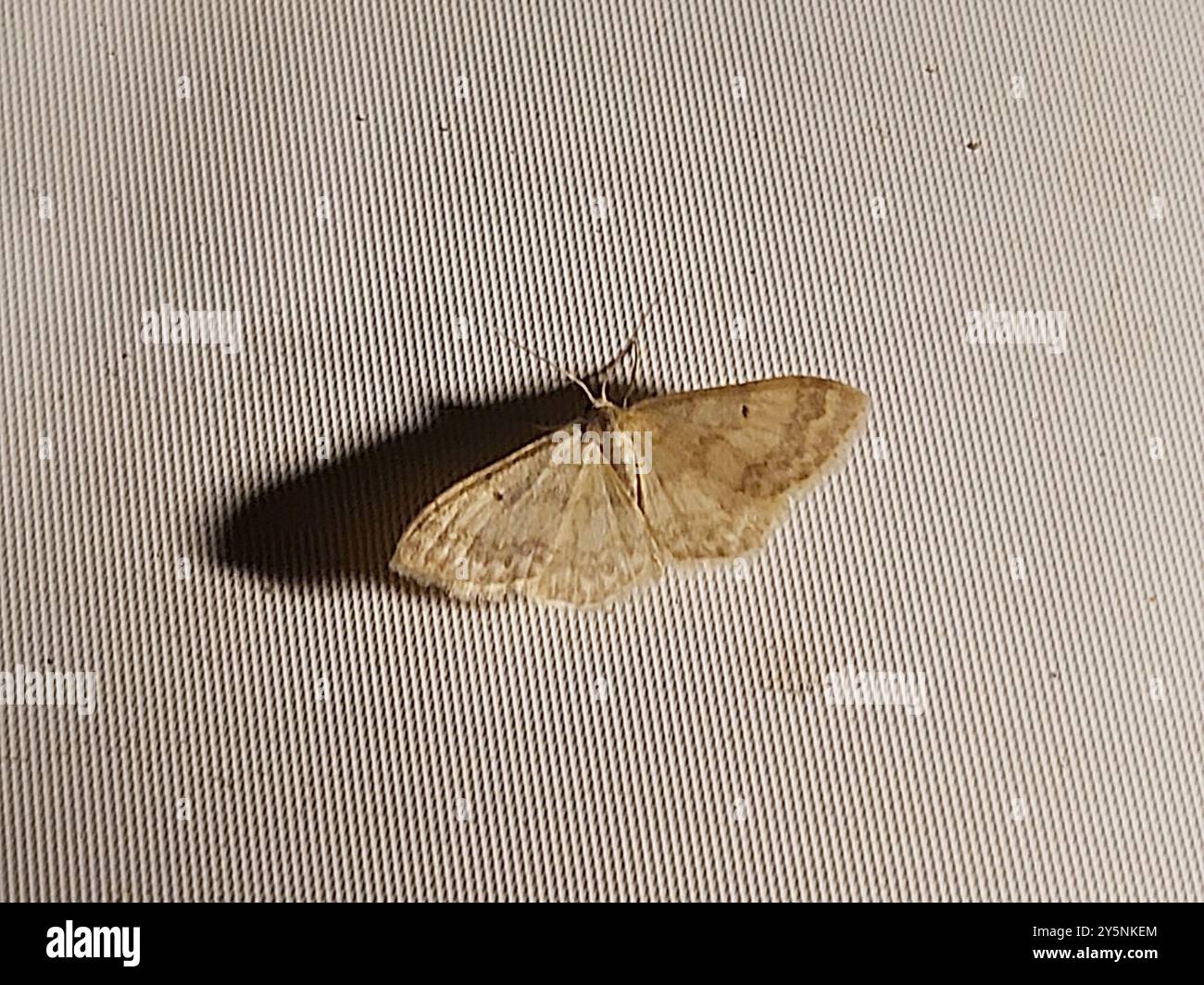 Small fan footed wave hi-res stock photography and images - Alamy