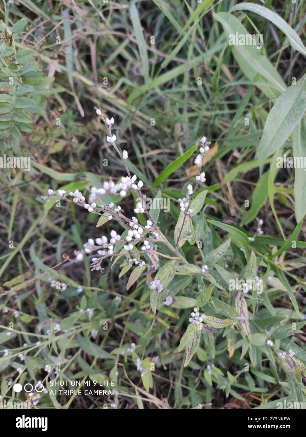 Common Gromwell (Lithospermum officinale) Plantae Stock Photo - Alamy