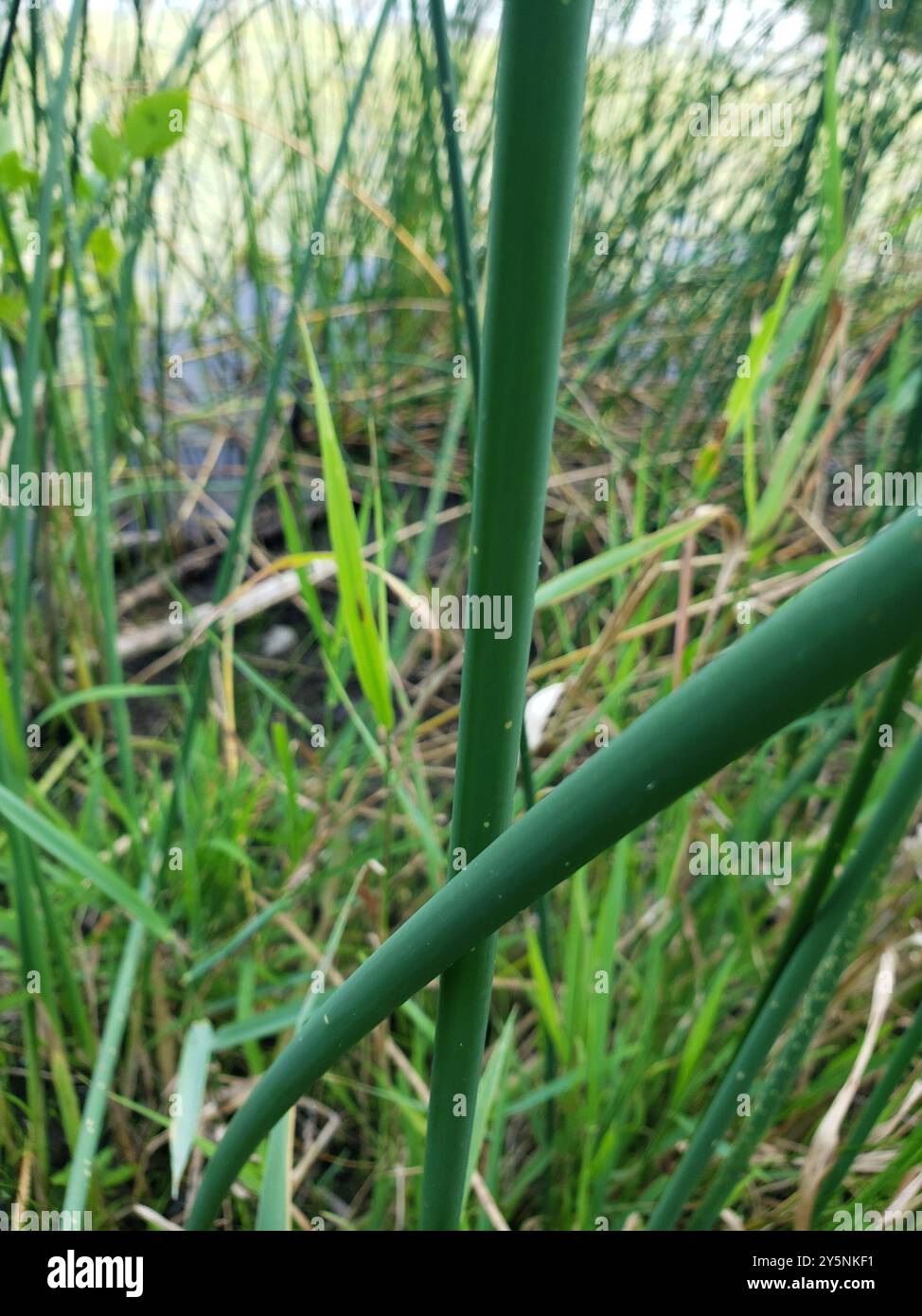 soft-stemmed bulrush (Schoenoplectus tabernaemontani) Plantae Stock ...