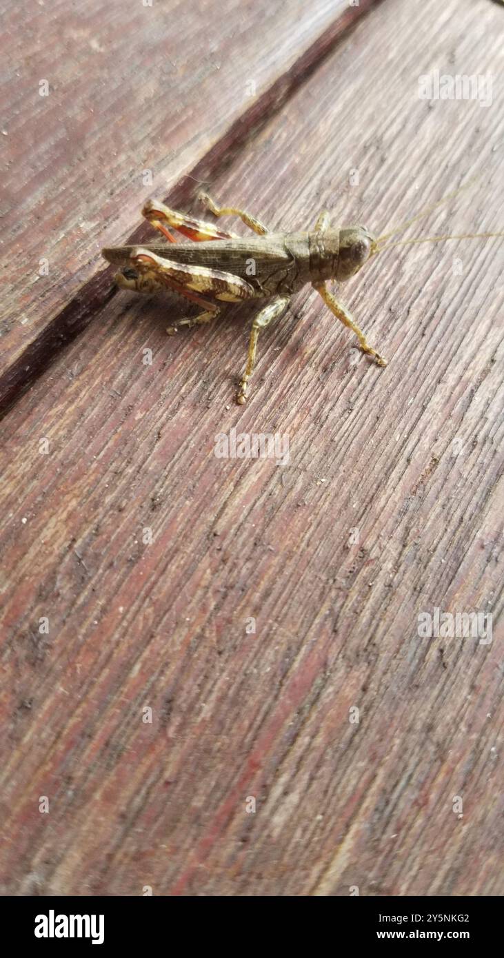 Pine tree Spur-throat Grasshopper (Melanoplus punctulatus) Insecta ...