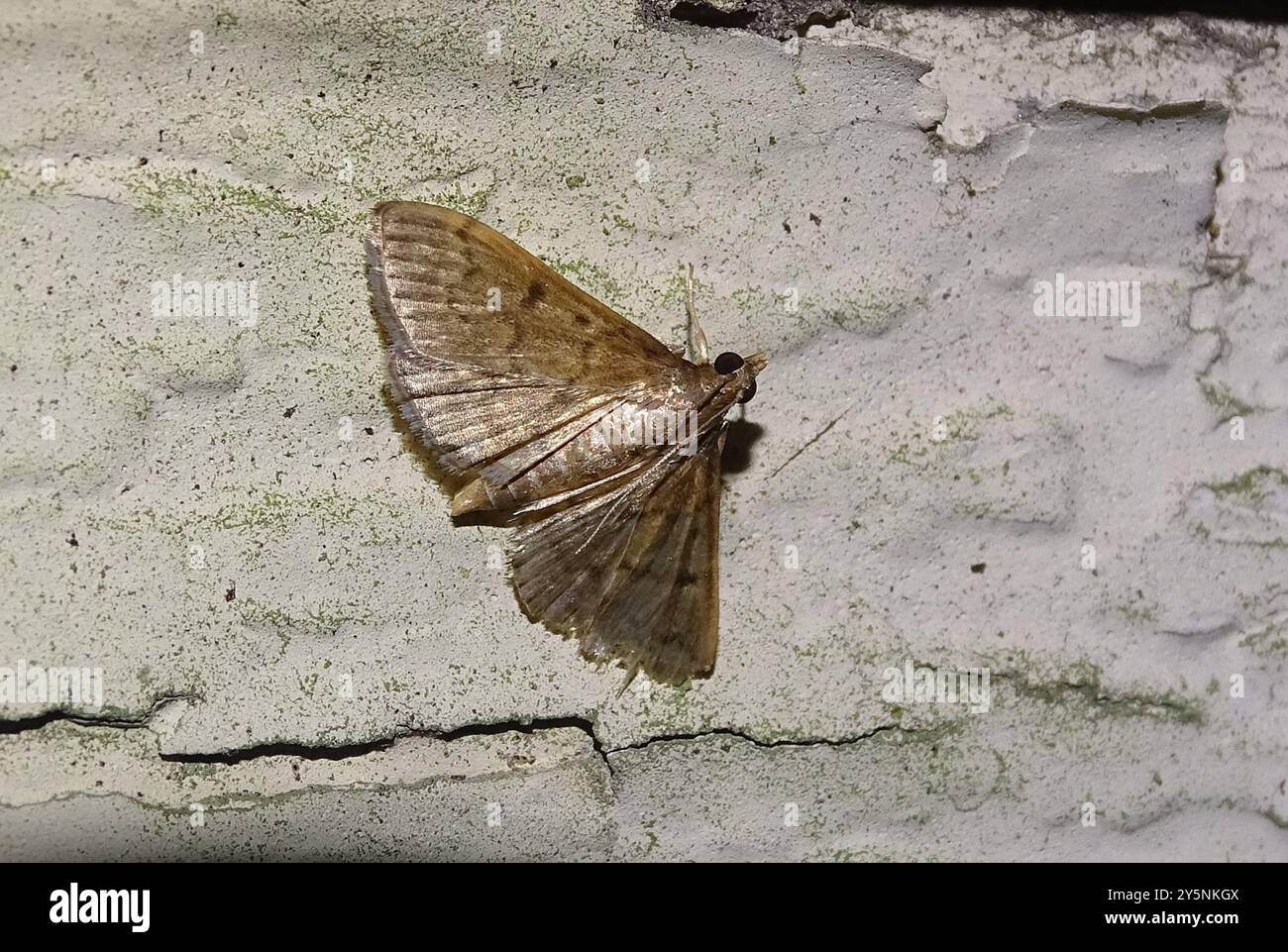 Dusky Herpetogramma Moth (Herpetogramma phaeopteralis) Insecta Stock ...