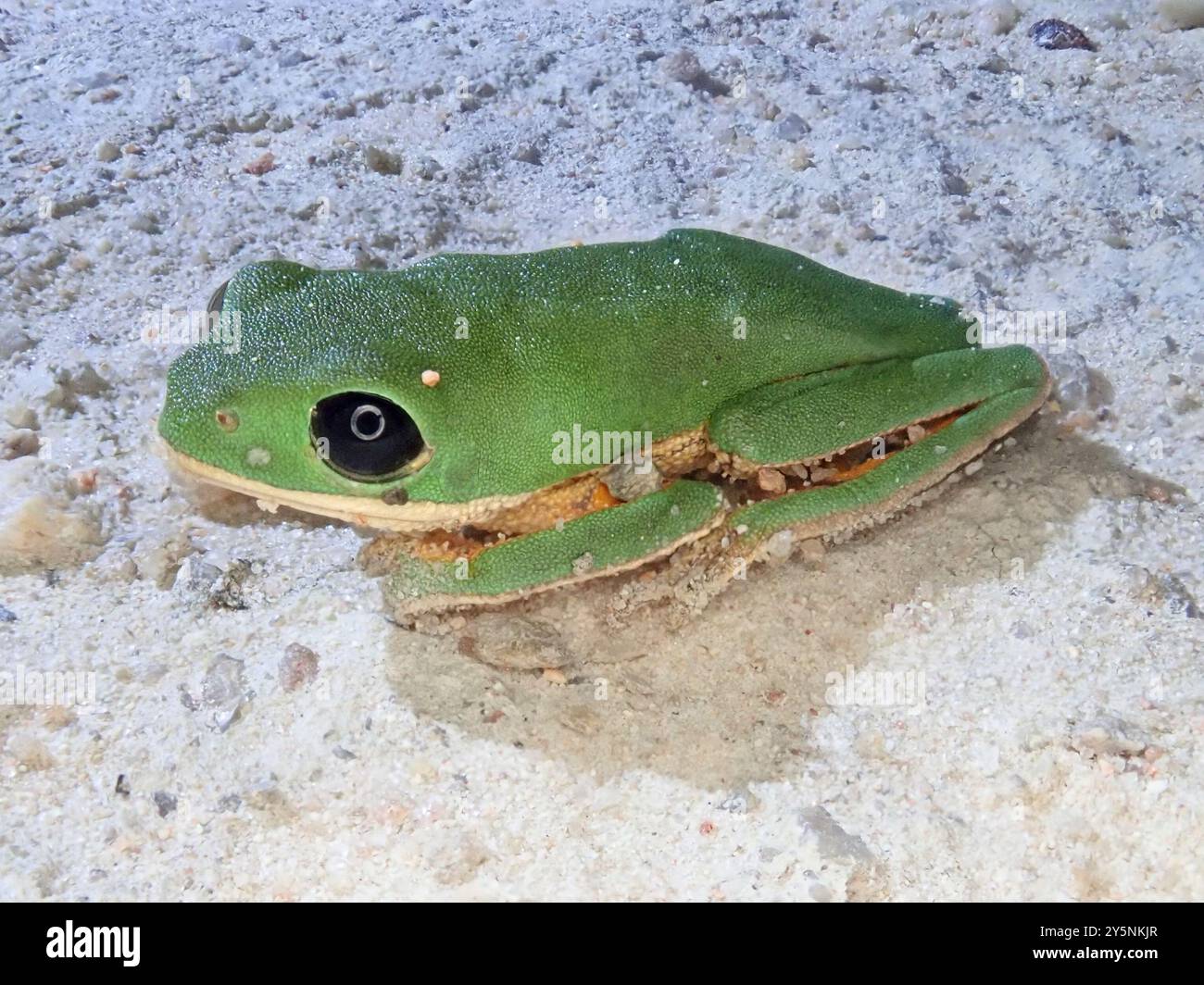 Southern Orange-legged Leaf Frog (Pithecopus azureus) Amphibia Stock ...