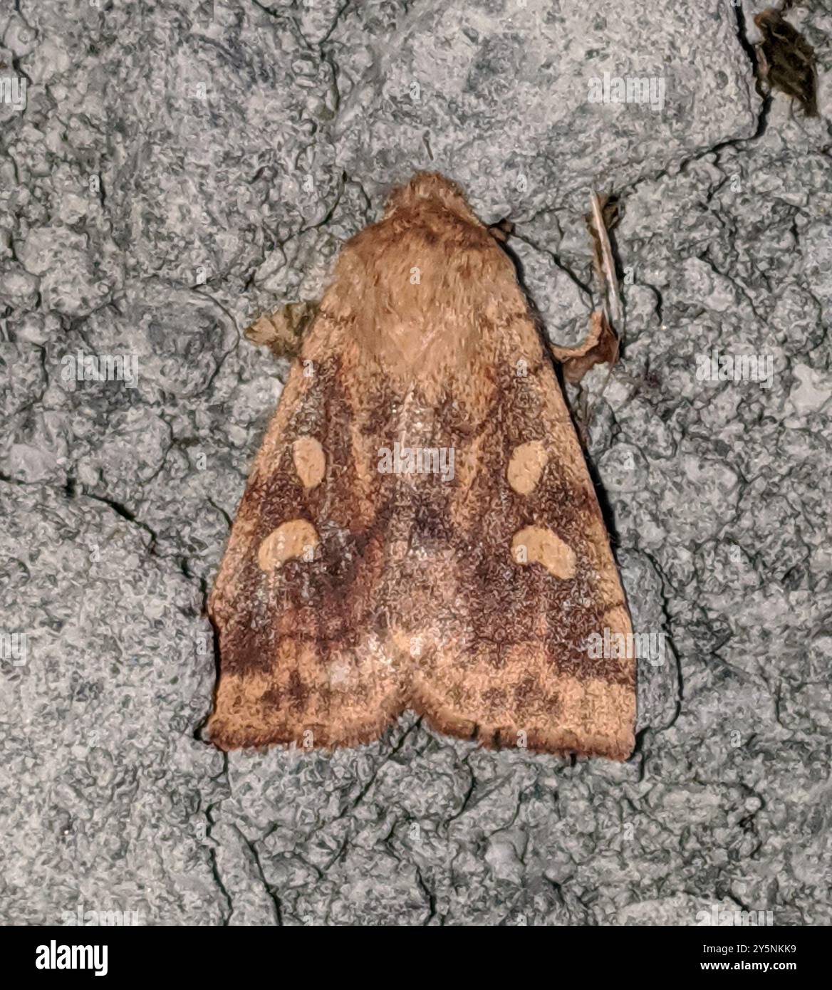 Aspen Twoleaf Tier Moth (Enargia decolor) Insecta Stock Photo - Alamy