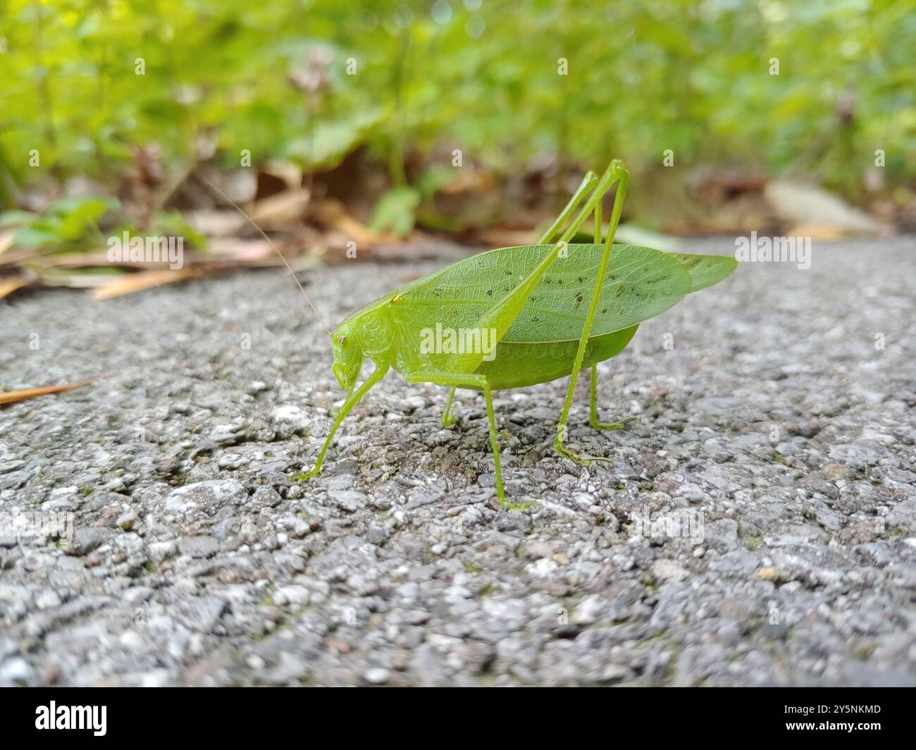 Oblong-winged Katydid (Amblycorypha oblongifolia) Insecta Stock Photo ...