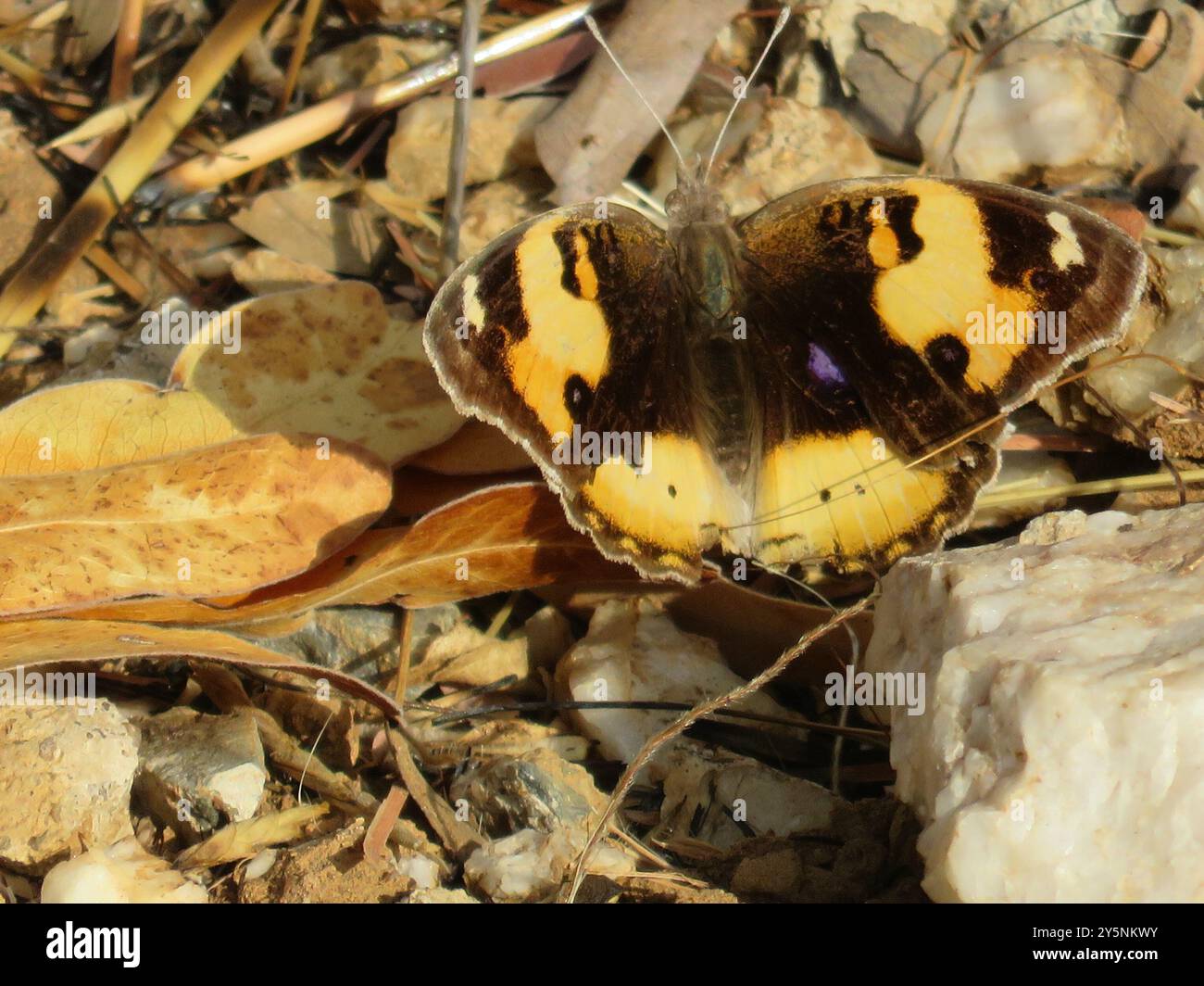 African Yellow Pansy (Junonia hierta cebrene) Insecta Stock Photo - Alamy