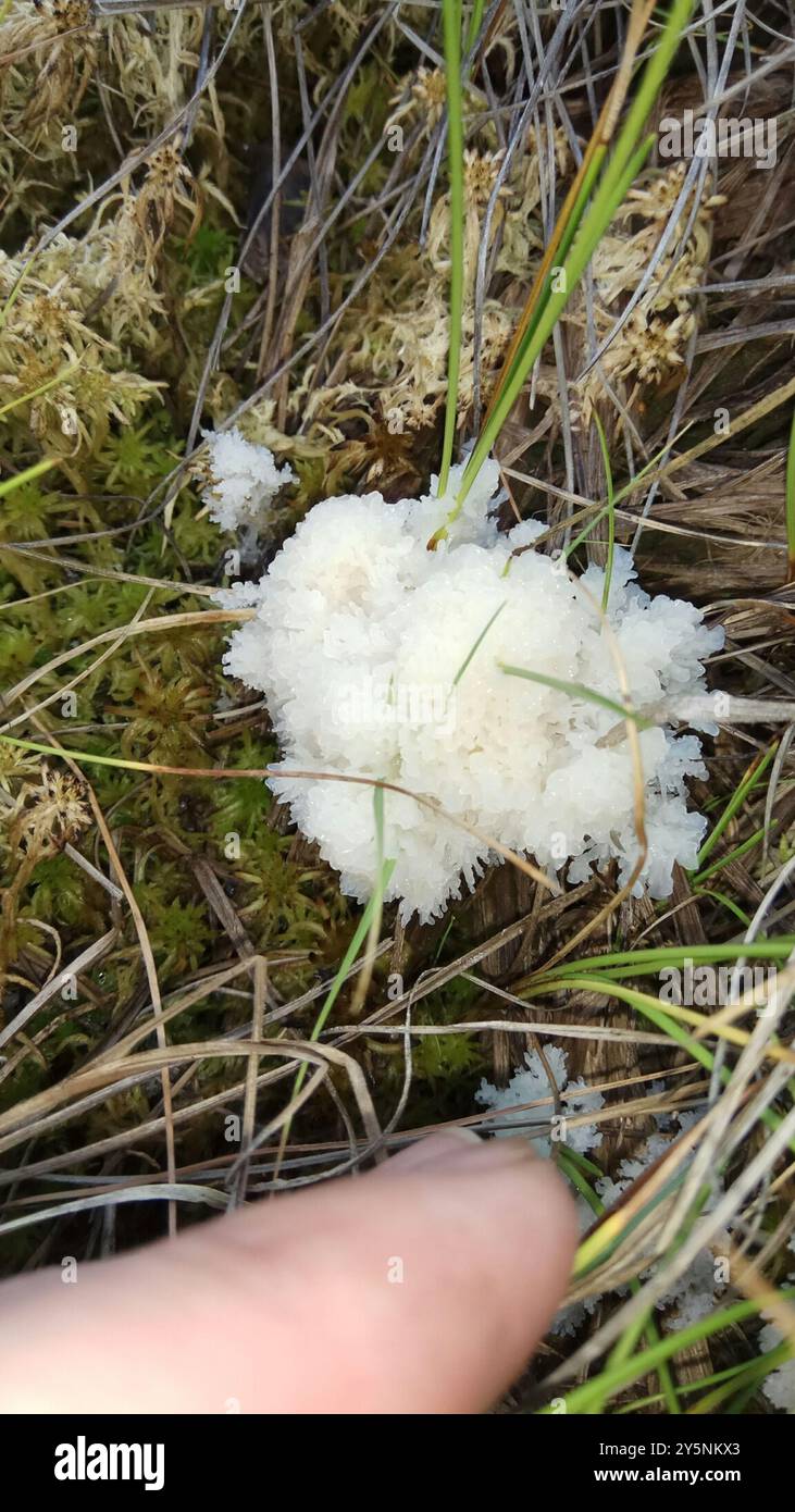 slime molds (Mycetozoa) Protozoa Stock Photo - Alamy
