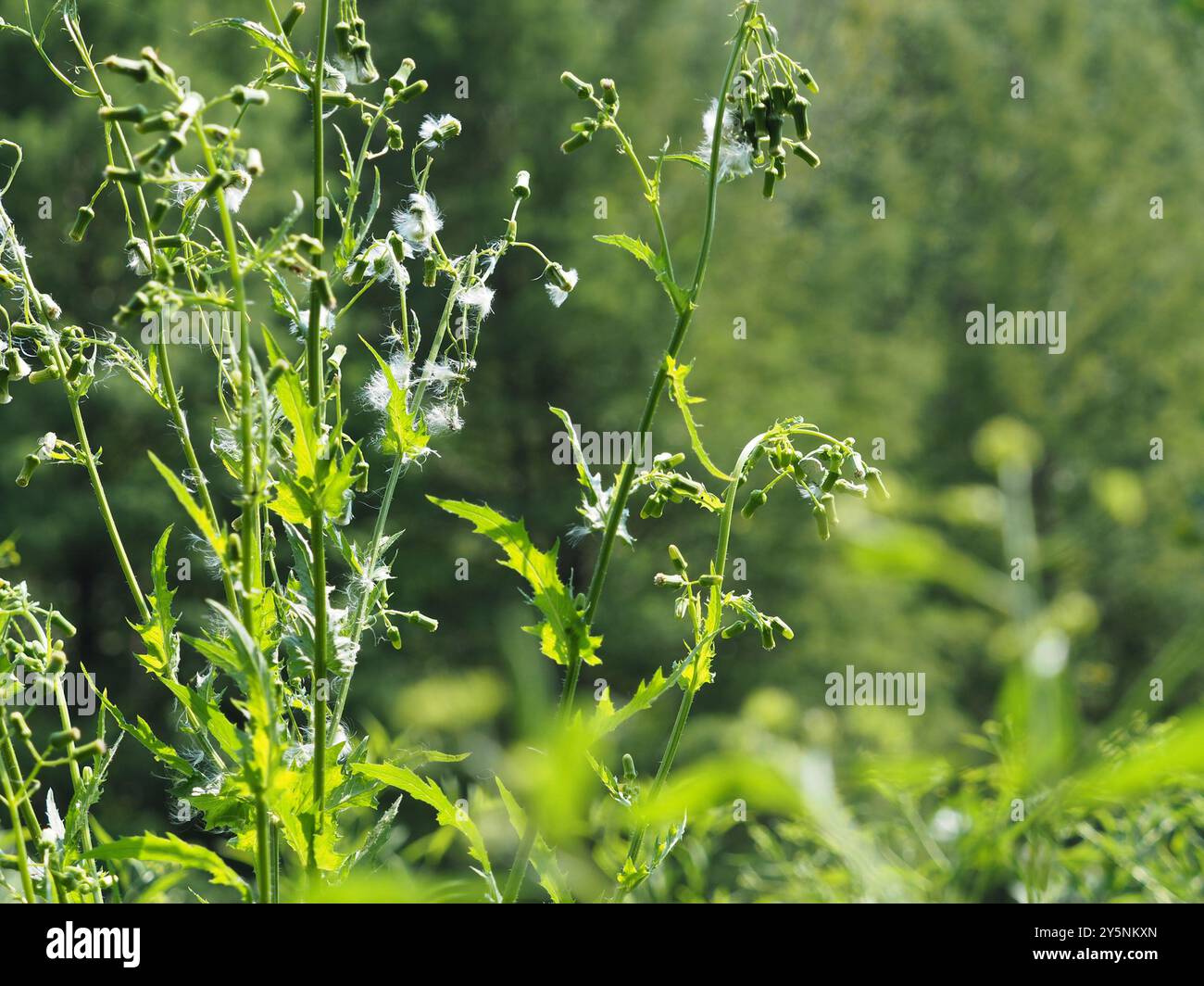 American burnweed (Erechtites hieraciifolius) Plantae Stock Photo - Alamy