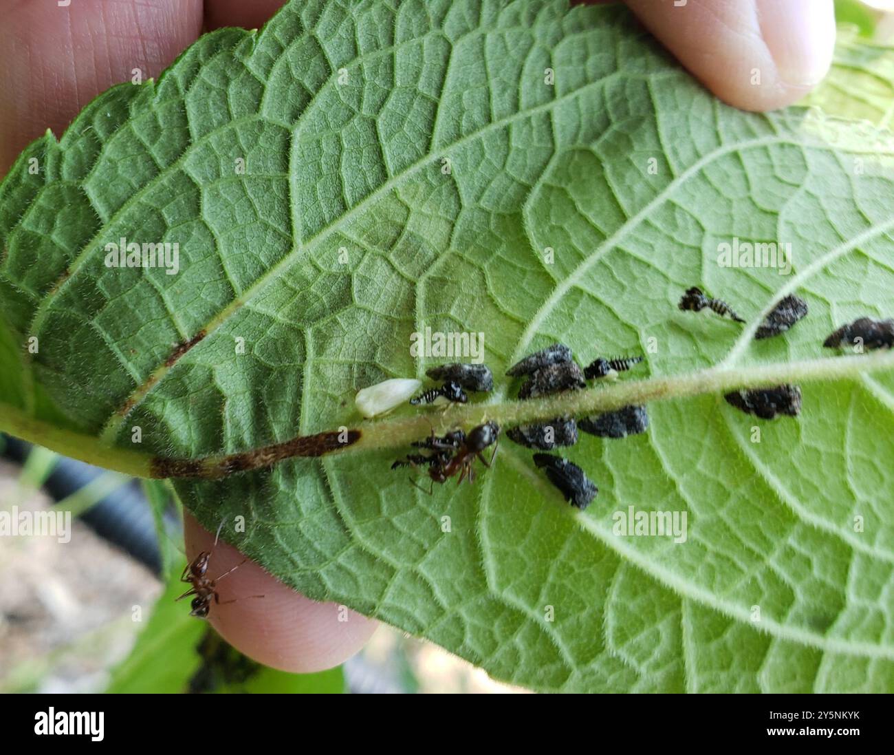 Aster Treehopper (Publilia concava) Insecta Stock Photo - Alamy