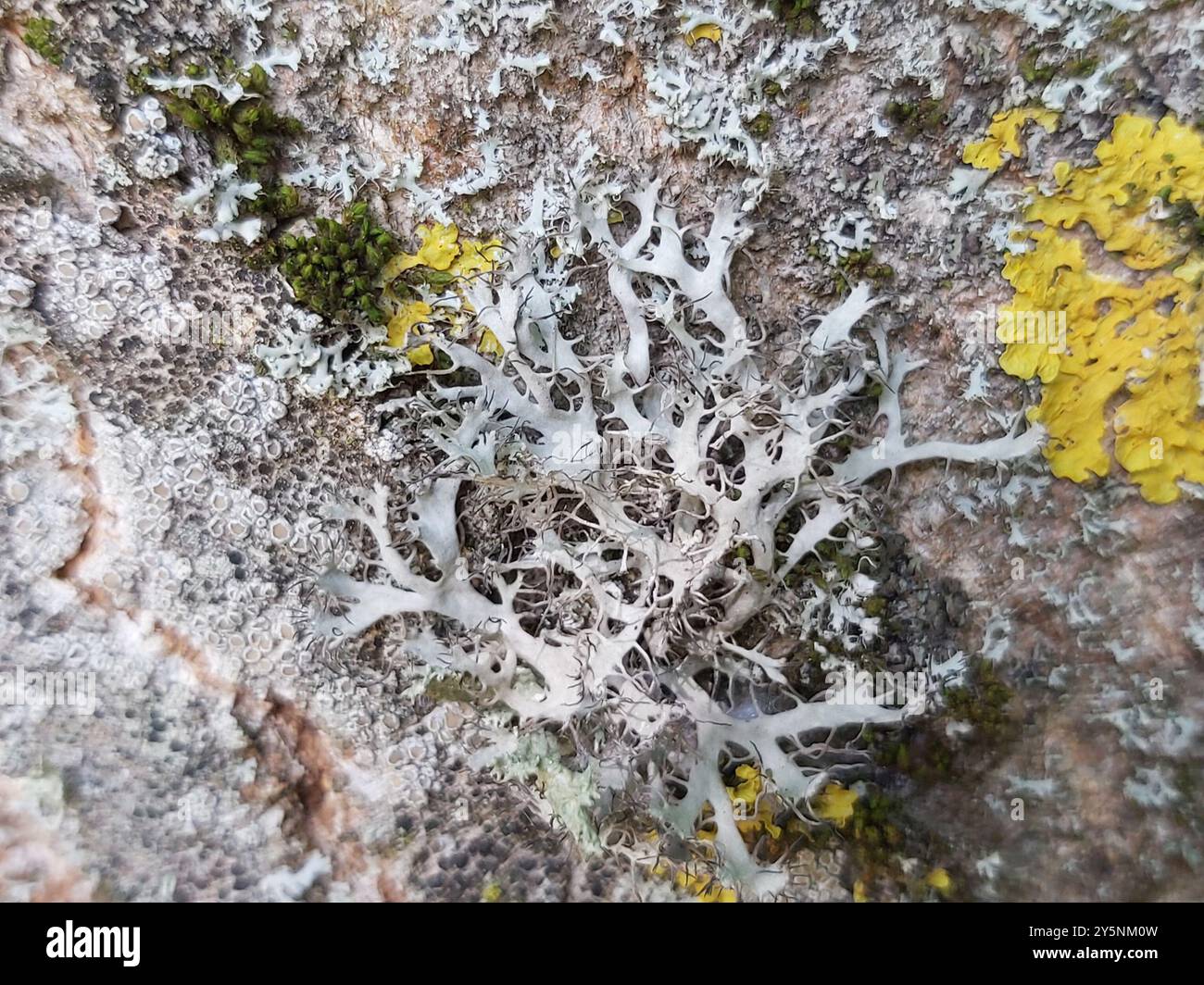 Great Ciliated Lichen (Anaptychia ciliaris) Fungi Stock Photo - Alamy
