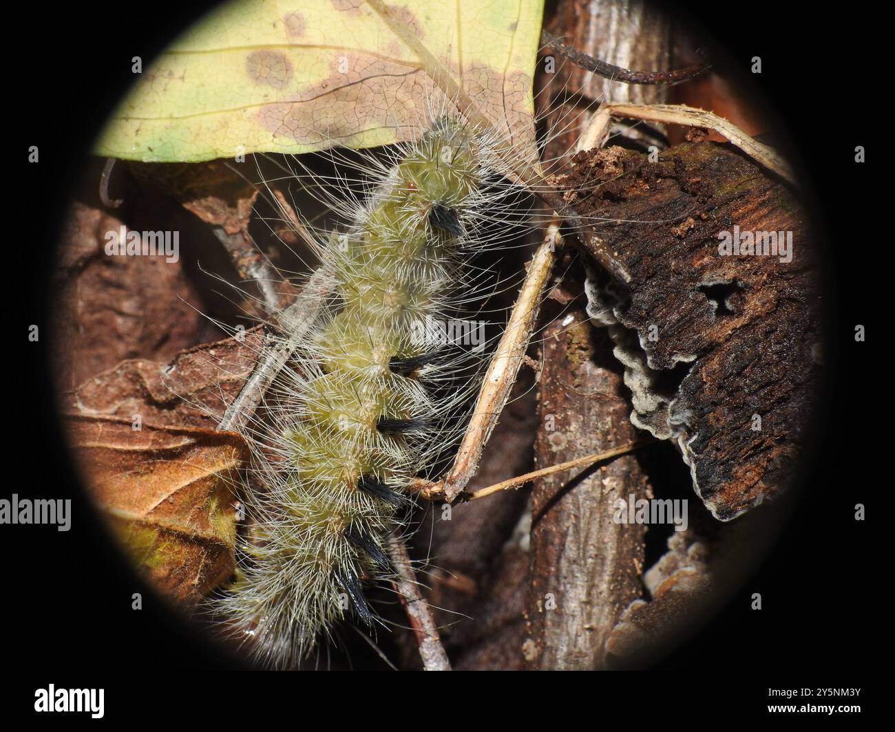 Hackberry Dagger (Acronicta rubricoma) Insecta Stock Photo - Alamy