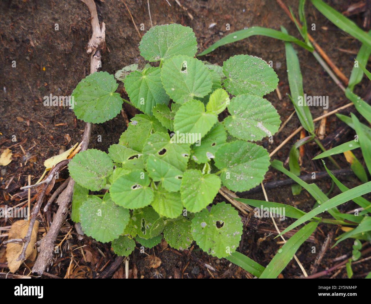 flannel weed (Sida cordifolia) Plantae Stock Photo - Alamy