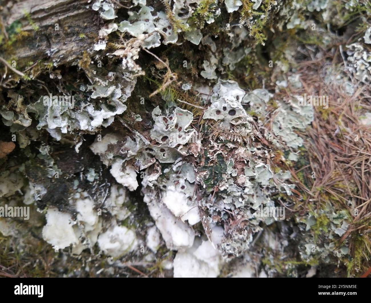 Common Chocolate Chip Lichen (Solorina saccata) Fungi Stock Photo - Alamy