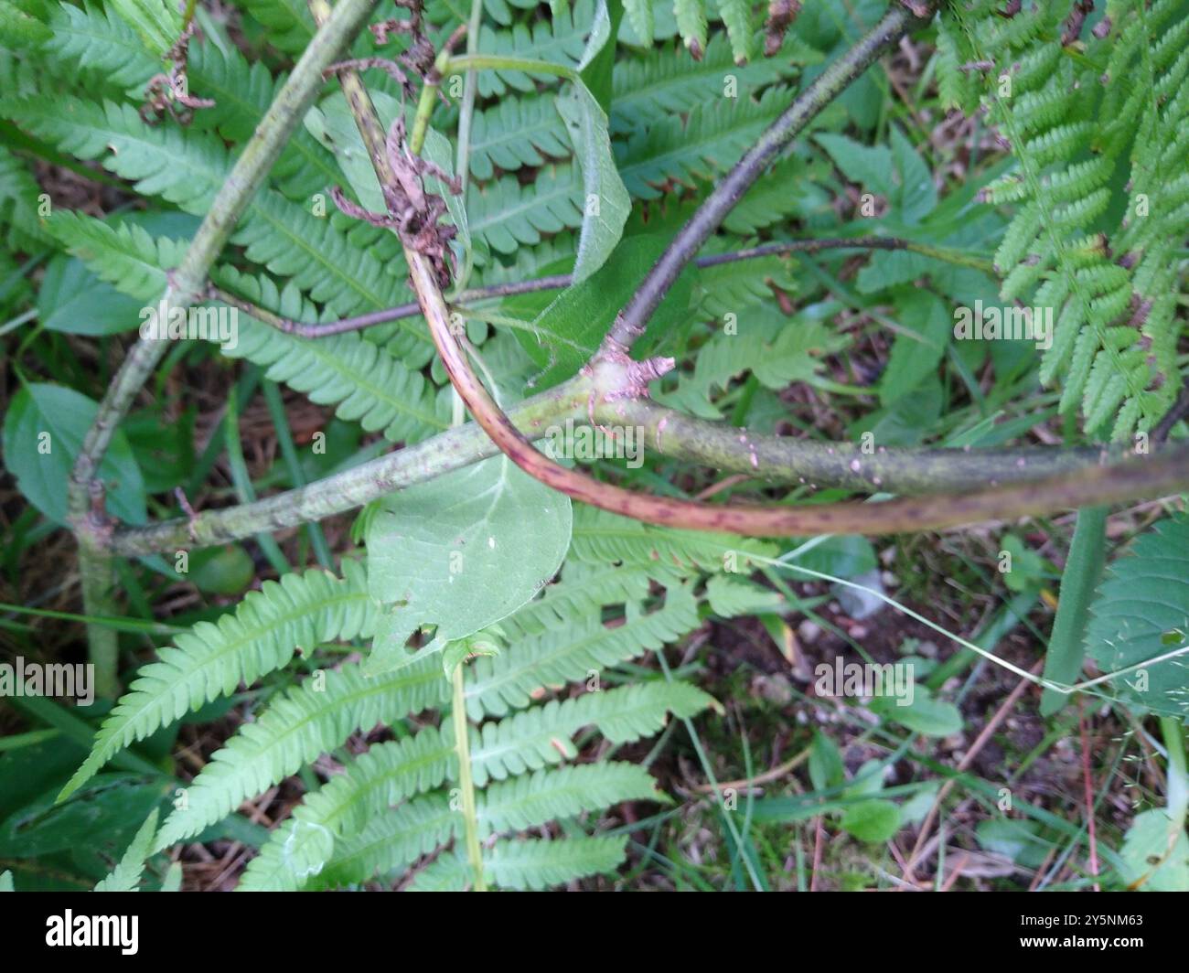 Round-leaved Dogwood (Cornus rugosa) Plantae Stock Photo - Alamy