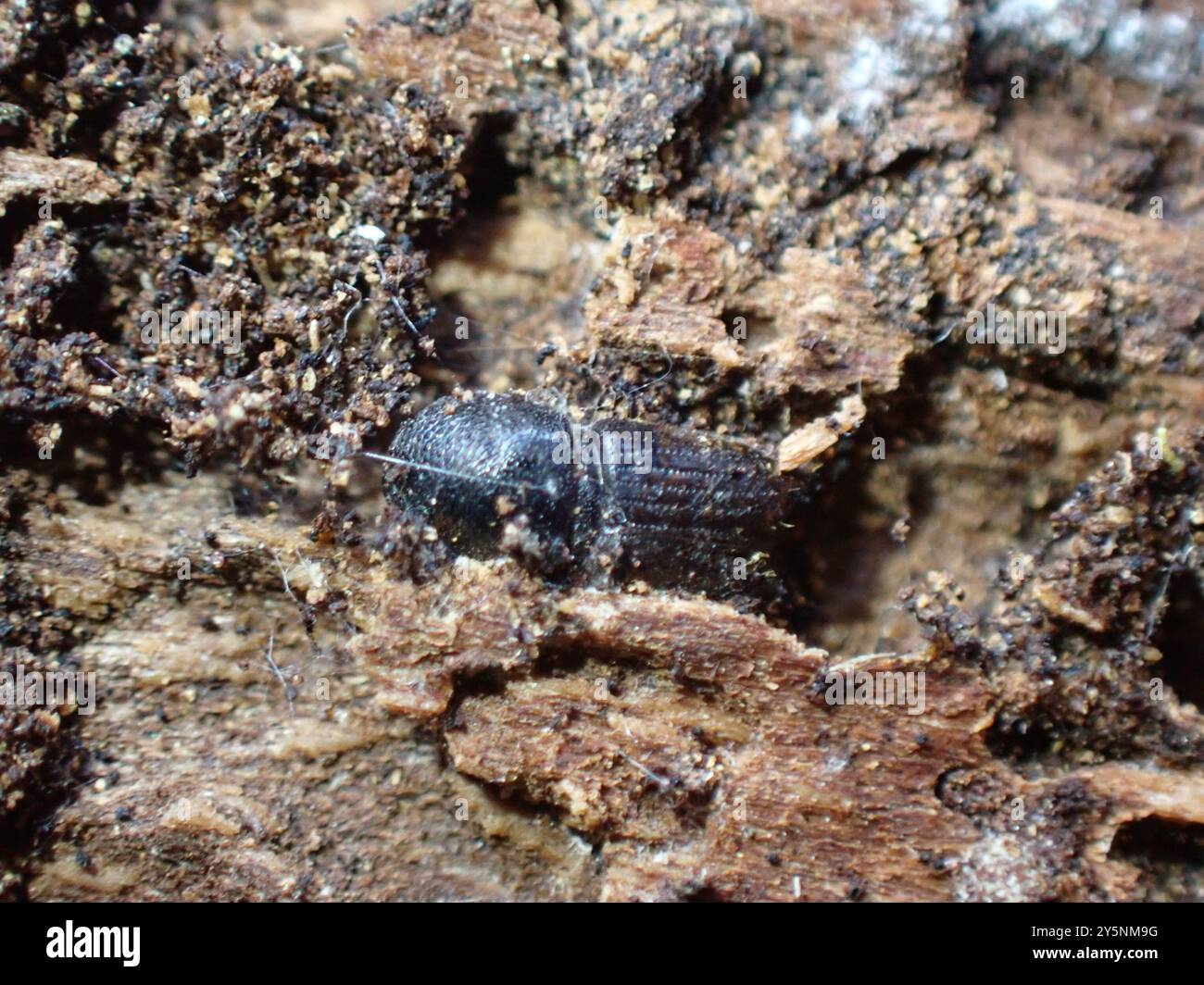 Engraver Beetles (Ips) Insecta Stock Photo - Alamy