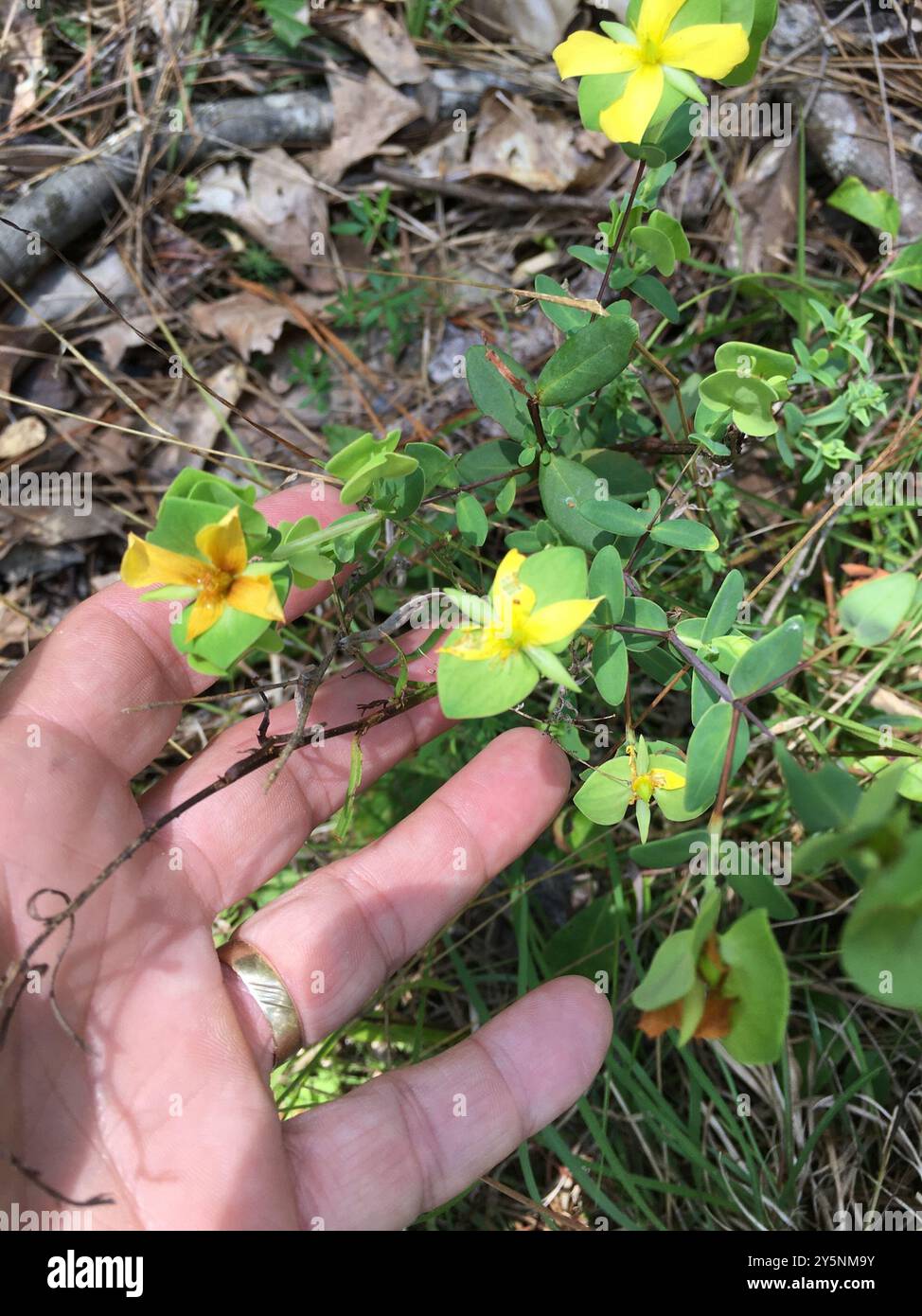 St. Peter's-wort (Hypericum crux-andreae) Plantae Stock Photo - Alamy