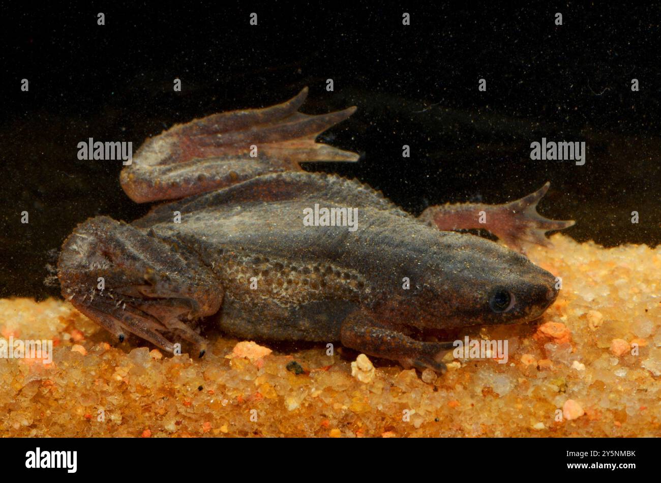 Zaire Dwarf Clawed Frog (Hymenochirus boettgeri) Amphibia Stock Photo ...