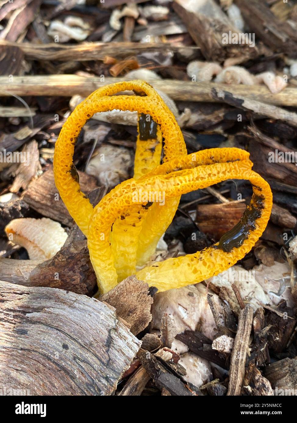 stinky squid (Pseudocolus fusiformis) Fungi Stock Photo - Alamy