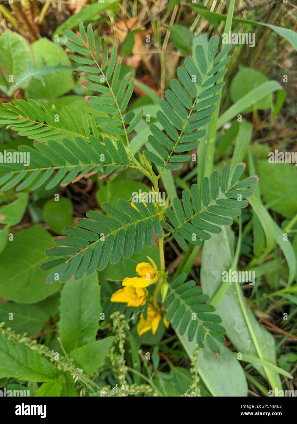 sensitive and partridge peas (Chamaecrista) Plantae Stock Photo - Alamy
