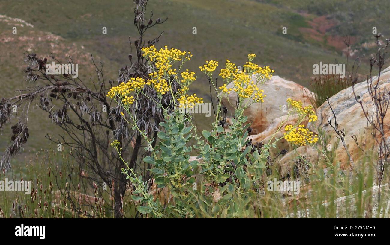 Poorflower Babooncabbage (Othonna parviflora) Plantae Stock Photo - Alamy