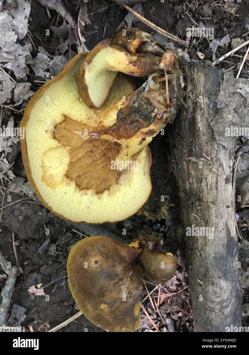Boletinellus merulioides hi-res stock photography and images - Alamy