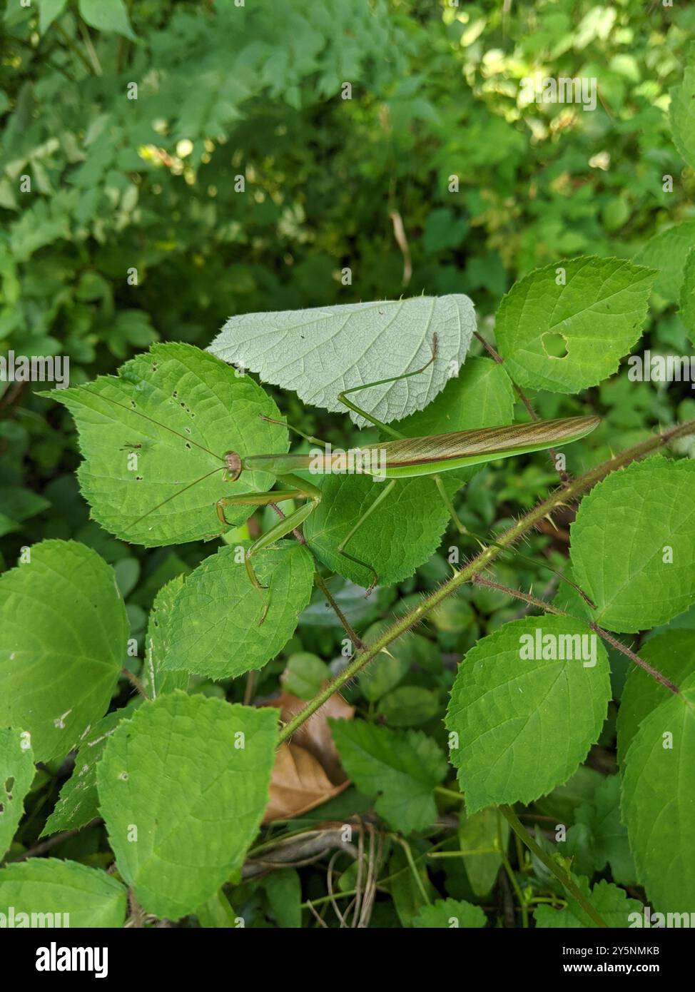 Chinese Mantis (Tenodera sinensis) Insecta Stock Photo - Alamy