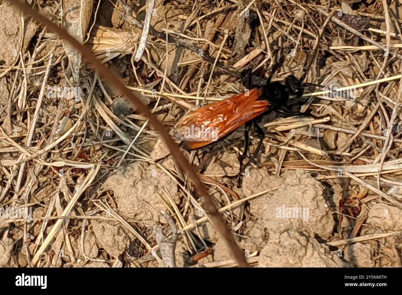 Thisbe's Tarantula-hawk Wasp (Pepsis thisbe) Insecta Stock Photo - Alamy