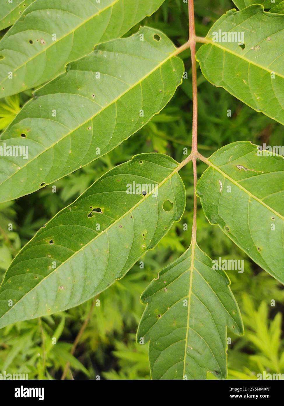 tree-of-heaven (Ailanthus altissima) Plantae Stock Photo - Alamy