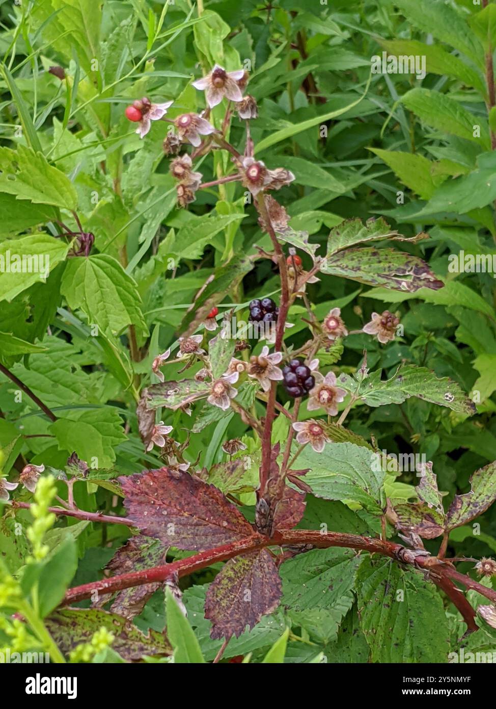 brambles (Rubus) Plantae Stock Photo - Alamy