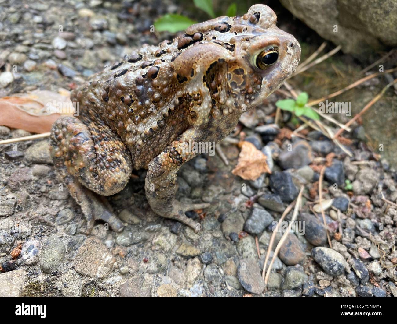 North American Toads (Anaxyrus) Amphibia Stock Photo - Alamy