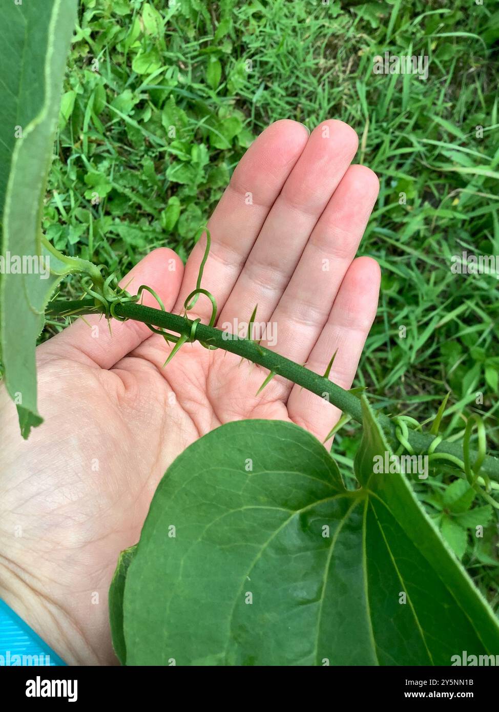 greenbriers (Smilax) Plantae Stock Photo - Alamy