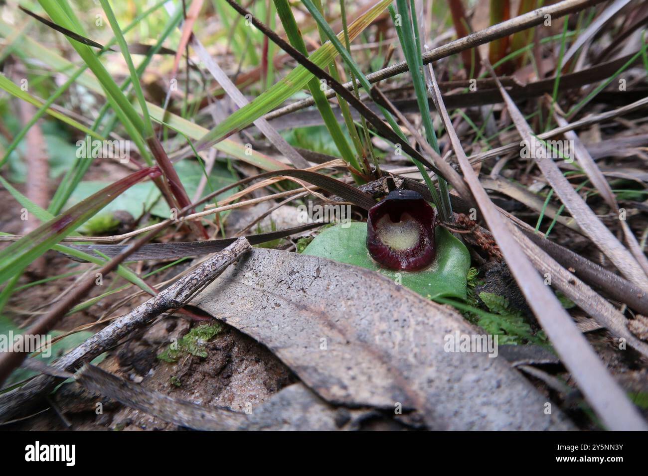 slaty helmet-orchid (Corybas incurvus) Plantae Stock Photo - Alamy