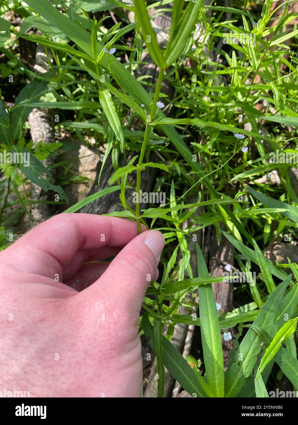 Marsh Speedwell (Veronica scutellata) Plantae Stock Photo - Alamy