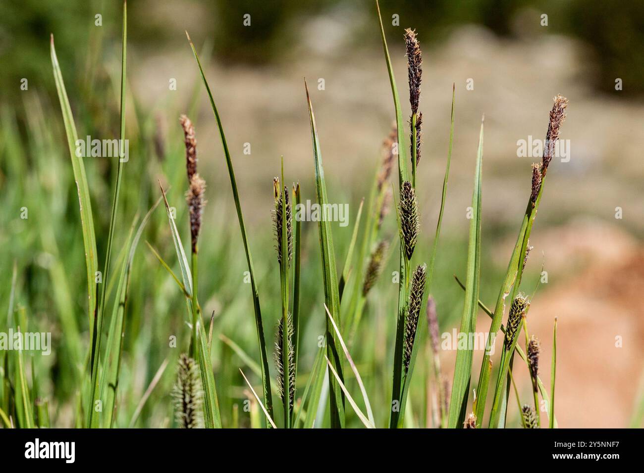water sedge (Carex aquatilis) Plantae Stock Photo - Alamy