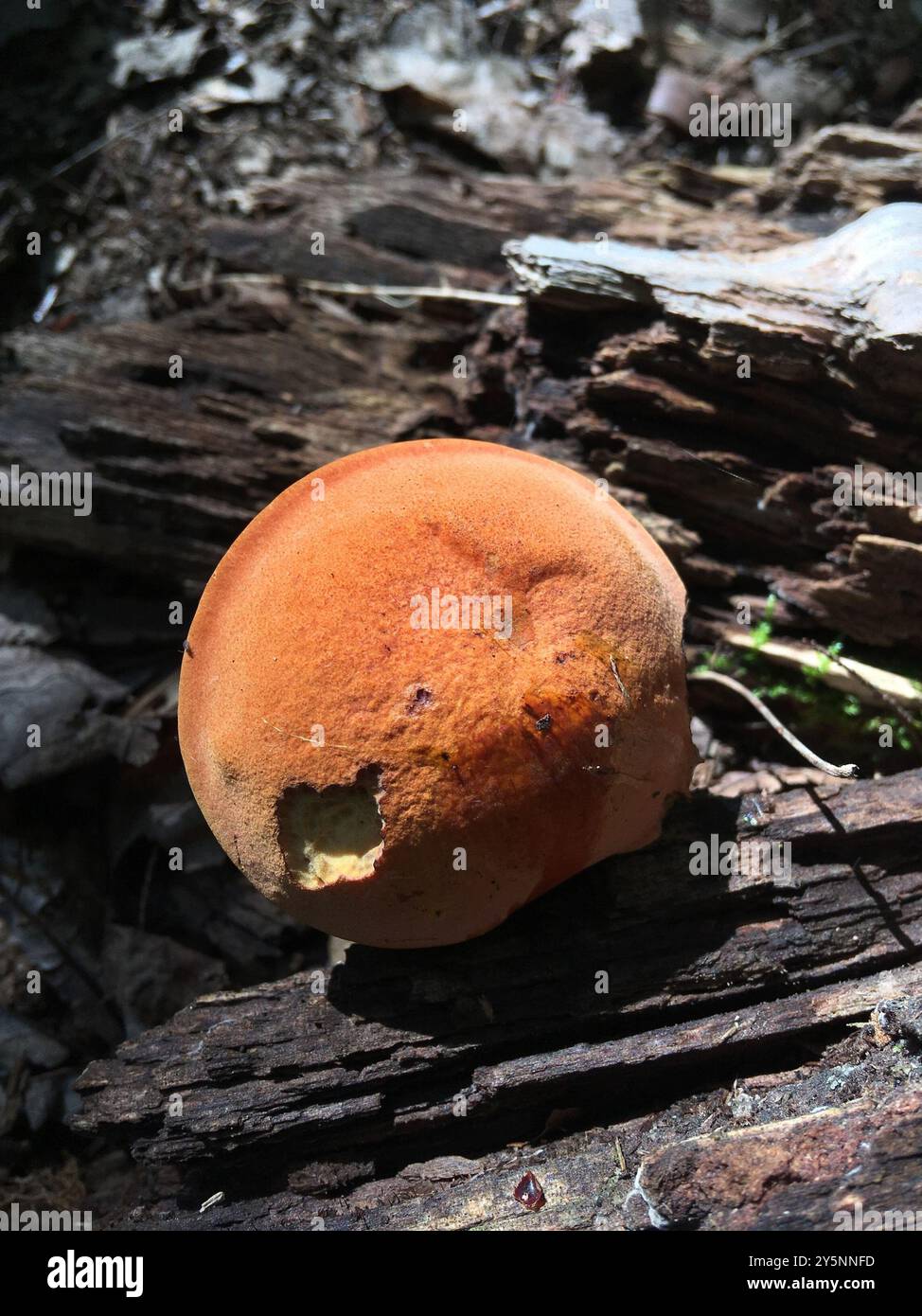 Red-mouth Bolete (Neoboletus subvelutipes) Fungi Stock Photo - Alamy