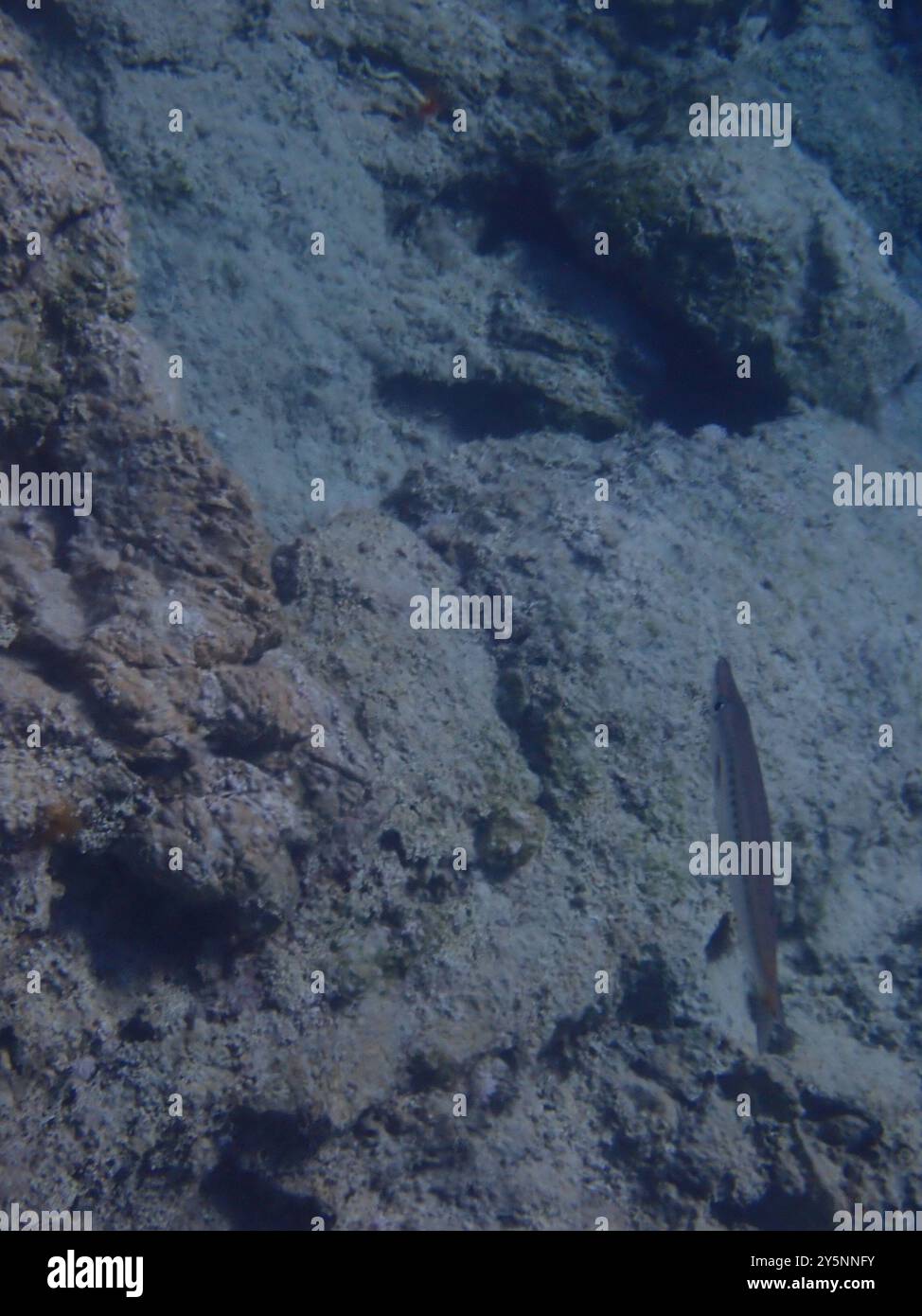 Striped Barracuda (Sphyraena pinguis) Actinopterygii Stock Photo - Alamy