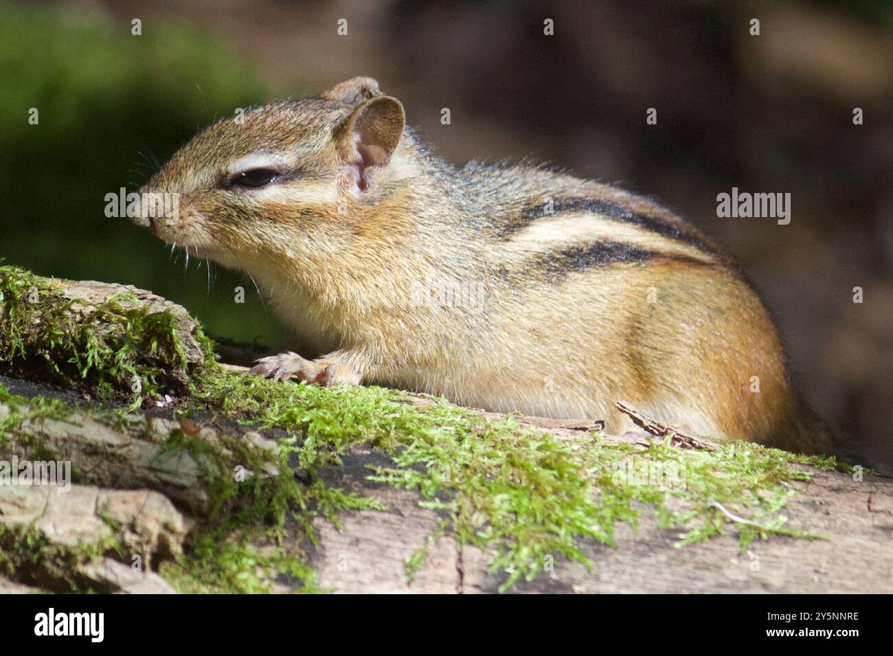 Eastern Chipmunk (Tamias striatus) Mammalia Stock Photo - Alamy
