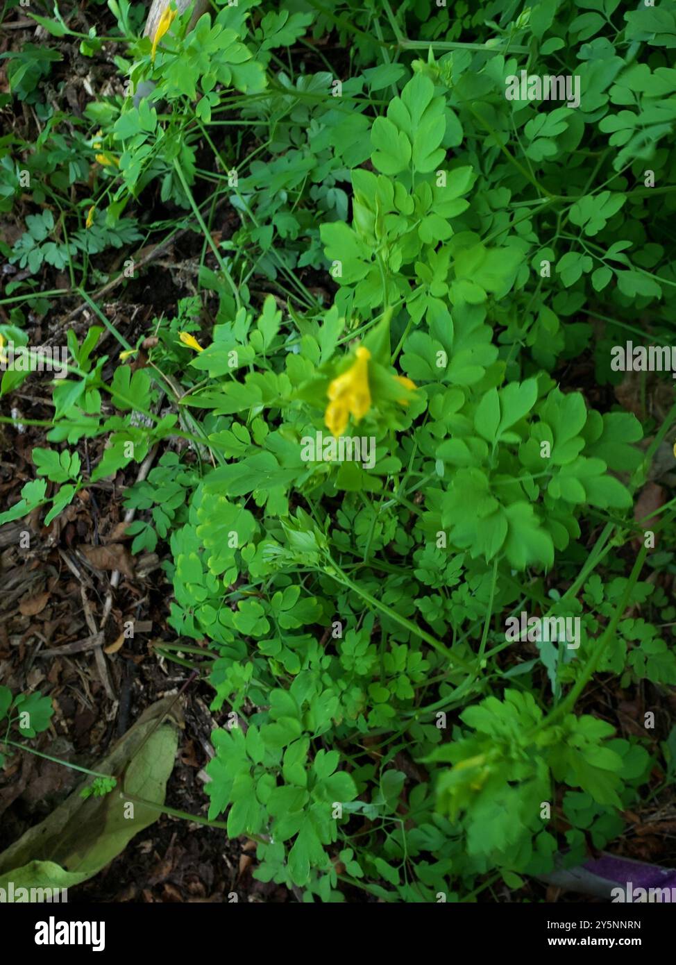 Yellow Fumitory (Pseudofumaria lutea) Plantae Stock Photo - Alamy