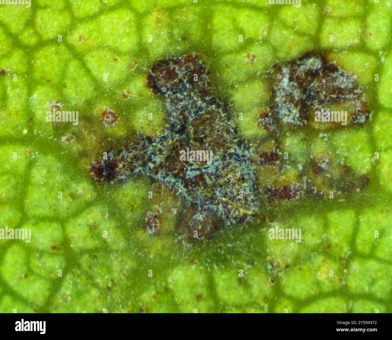 Passalora hi-res stock photography and images - Alamy