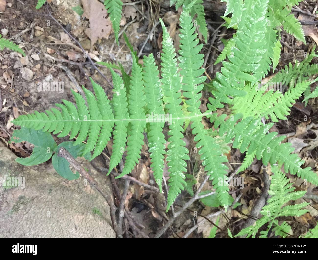 broad beech fern (Phegopteris hexagonoptera) Plantae Stock Photo - Alamy