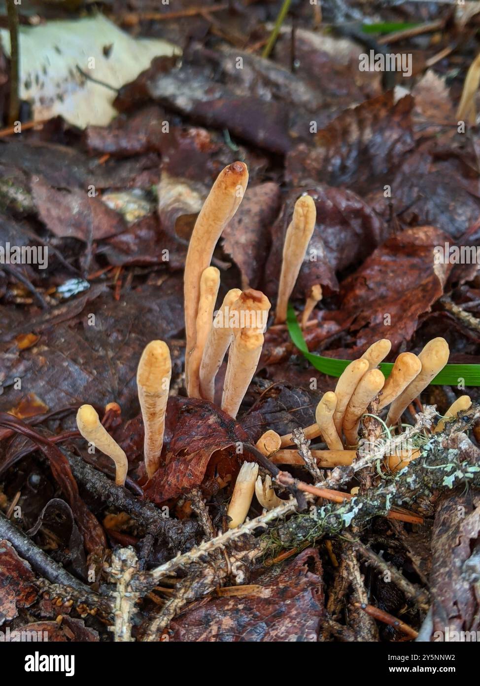 western club coral fungus (Clavariadelphus occidentalis) Fungi Stock ...